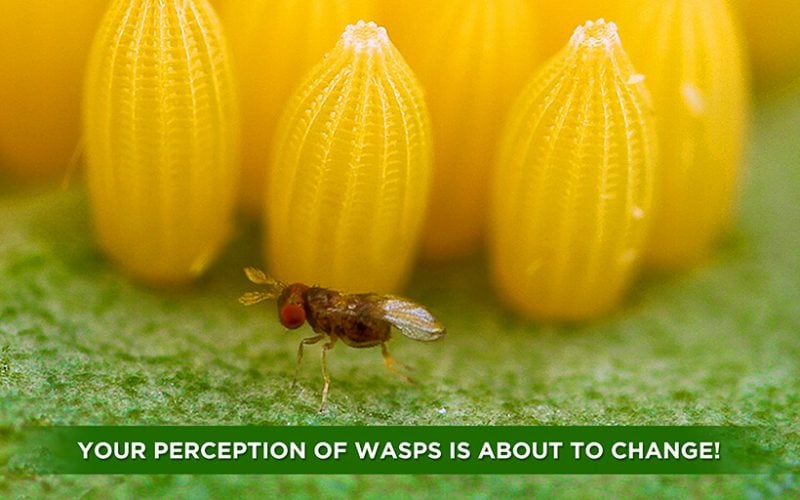 Beneficial Wasps - Organic Control, Inc.