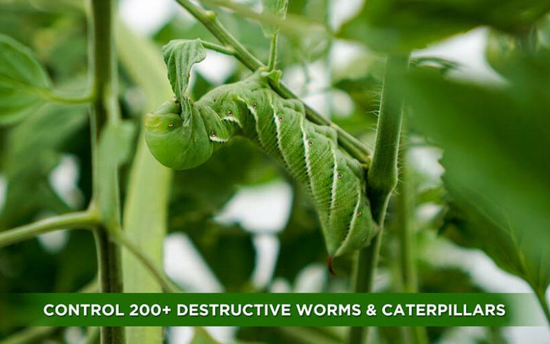 Beneficial Wasps - Organic Control, Inc.