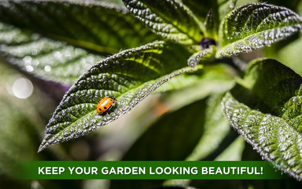 Lady Bugs - Organic Control, Inc.