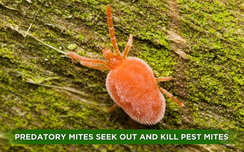 Predatory Mites - Organic Control, Inc.