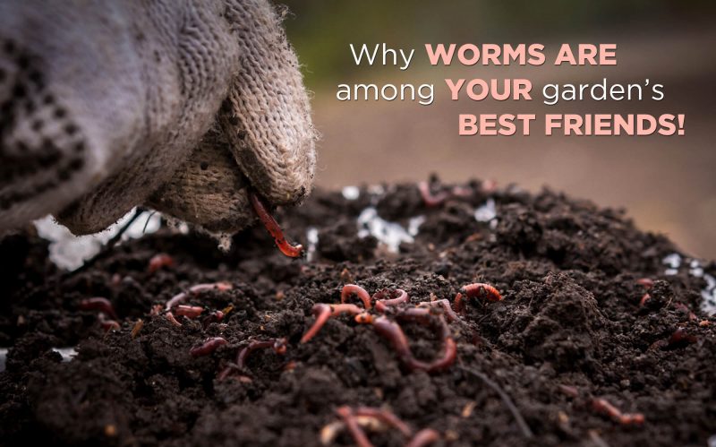 WHY WORMS ARE AMONG YOUR GARDEN'S BEST FRIENDS - Organic Control, Inc.
