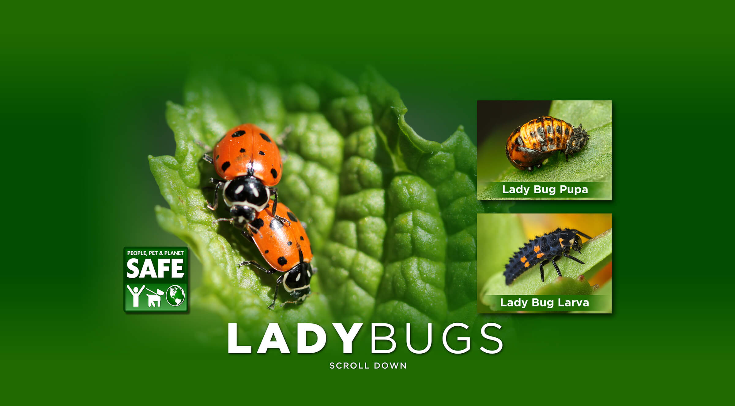 Lady Bugs Organic Control Inc Lady Bugs Organic Control Inc