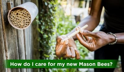 GETTING TO KNOW MASON BEES - Organic Control, Inc.