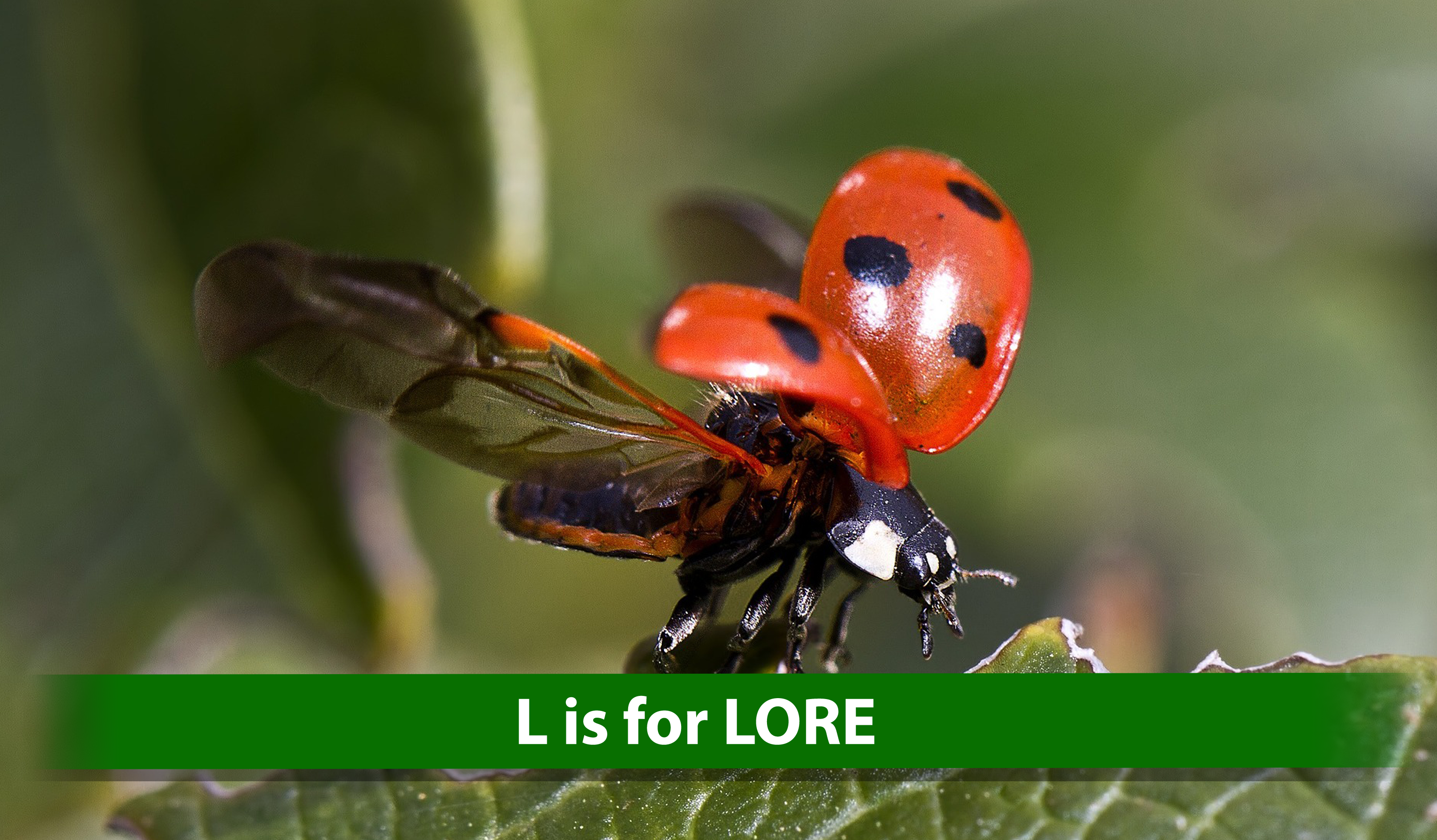 All About Ladybugs - Organic Control, Inc.